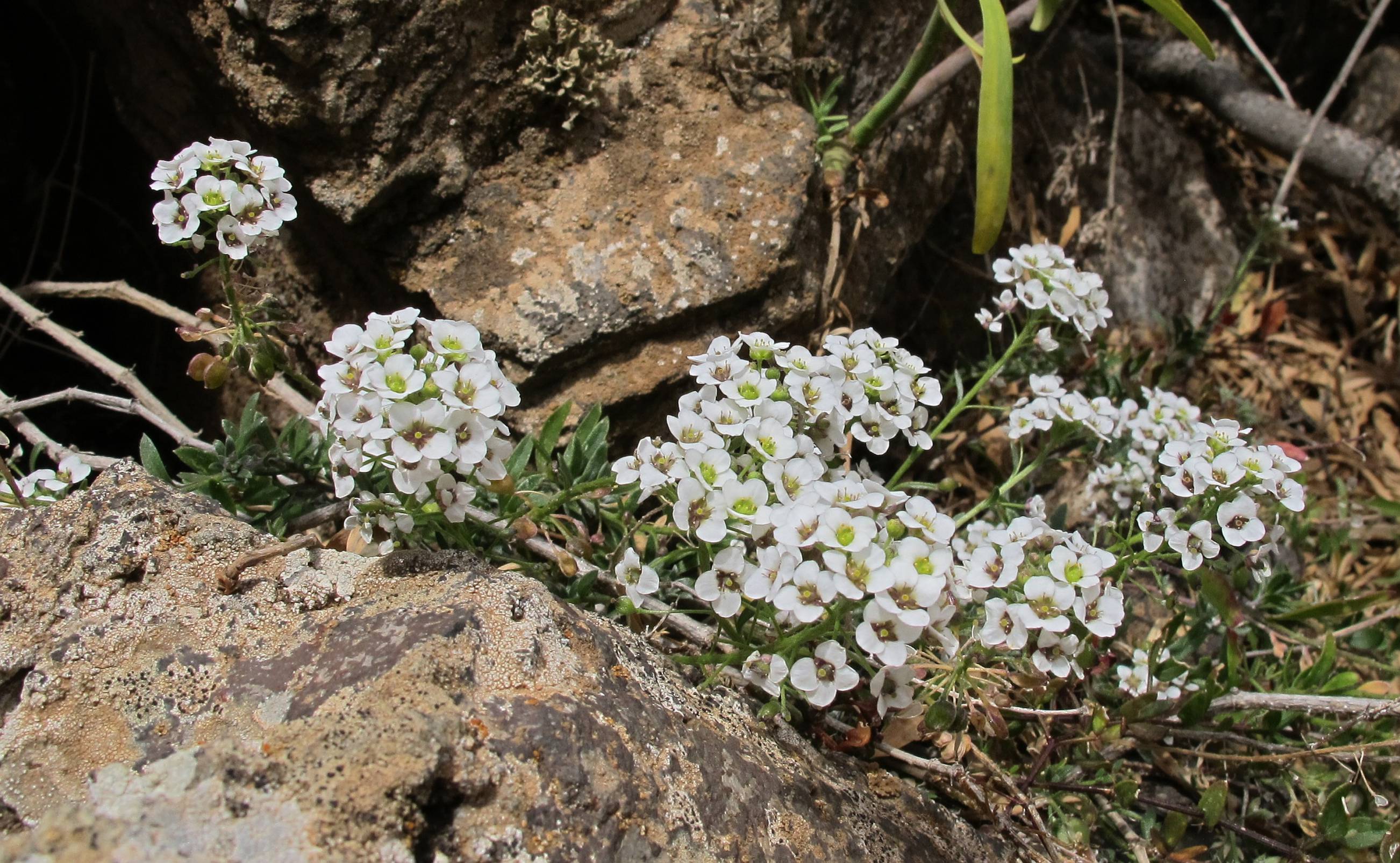Lobularia canariensis - Atlas Digital de Semillas de las Islas Canarias ...