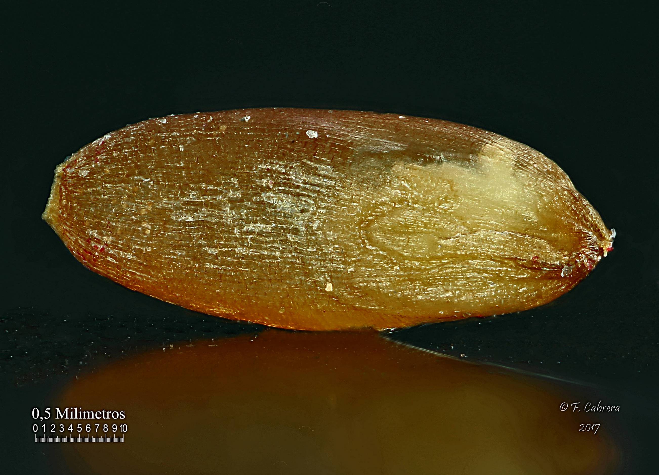 Tragus racemosus - Atlas Digital de Semillas de las Islas Canarias (ADSIC)