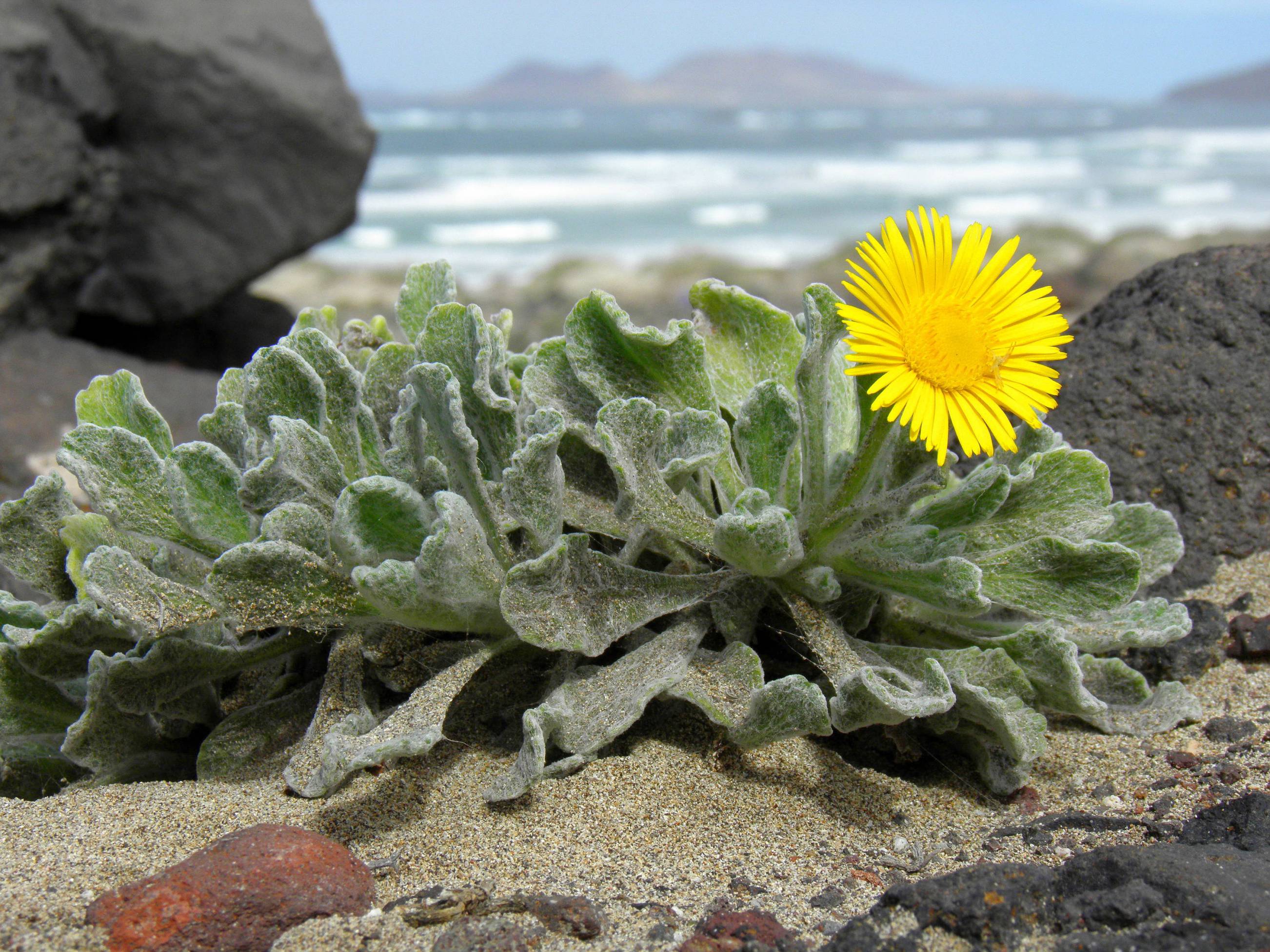 Pulicaria canariensis - Atlas Digital de Semillas de las Islas Canarias ...
