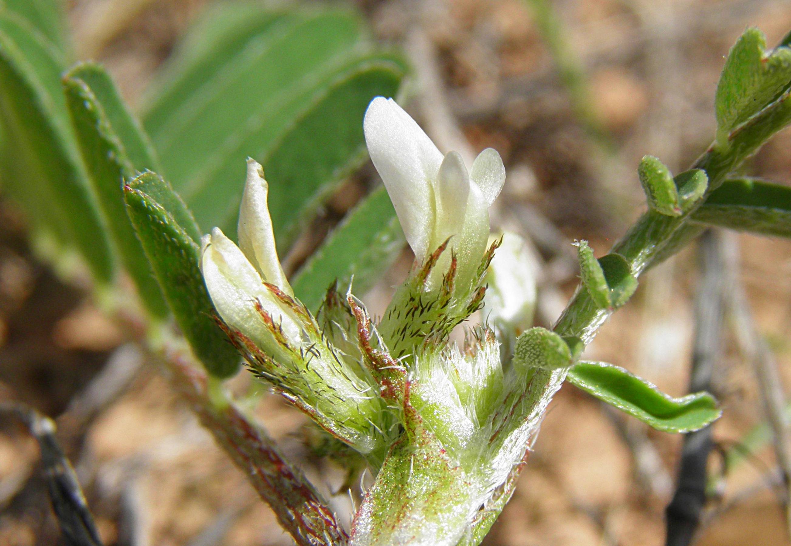Astragalus hamosus - Atlas Digital de Semillas de las Islas Canarias ...