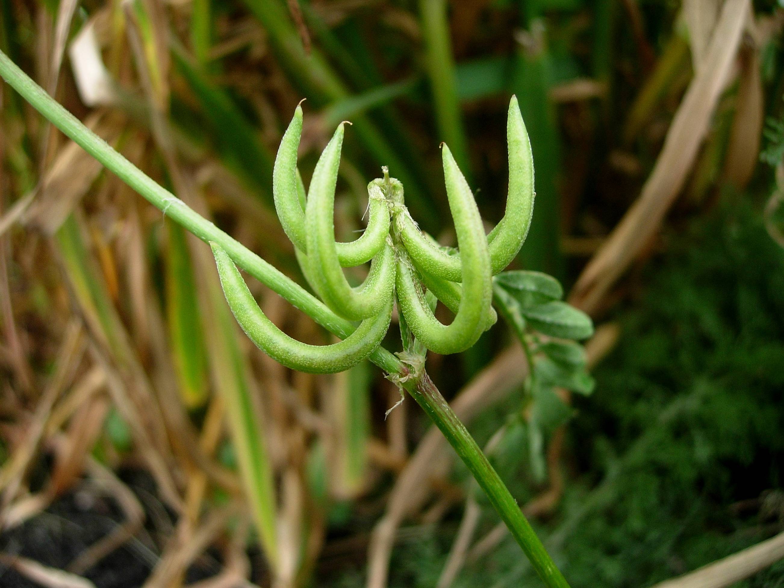 Astragalus hamosus - Atlas Digital de Semillas de las Islas Canarias ...