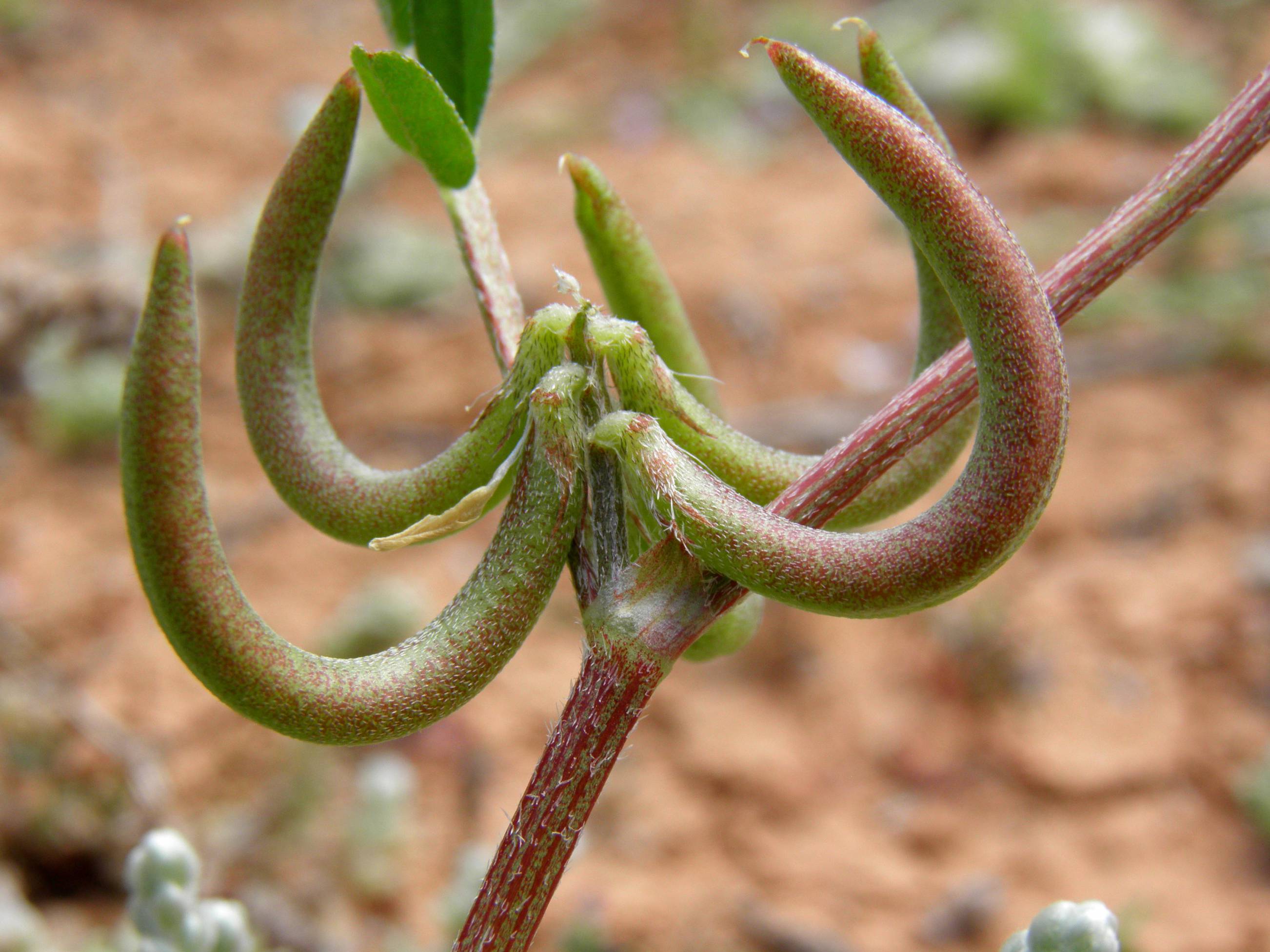 Astragalus hamosus - Atlas Digital de Semillas de las Islas Canarias ...