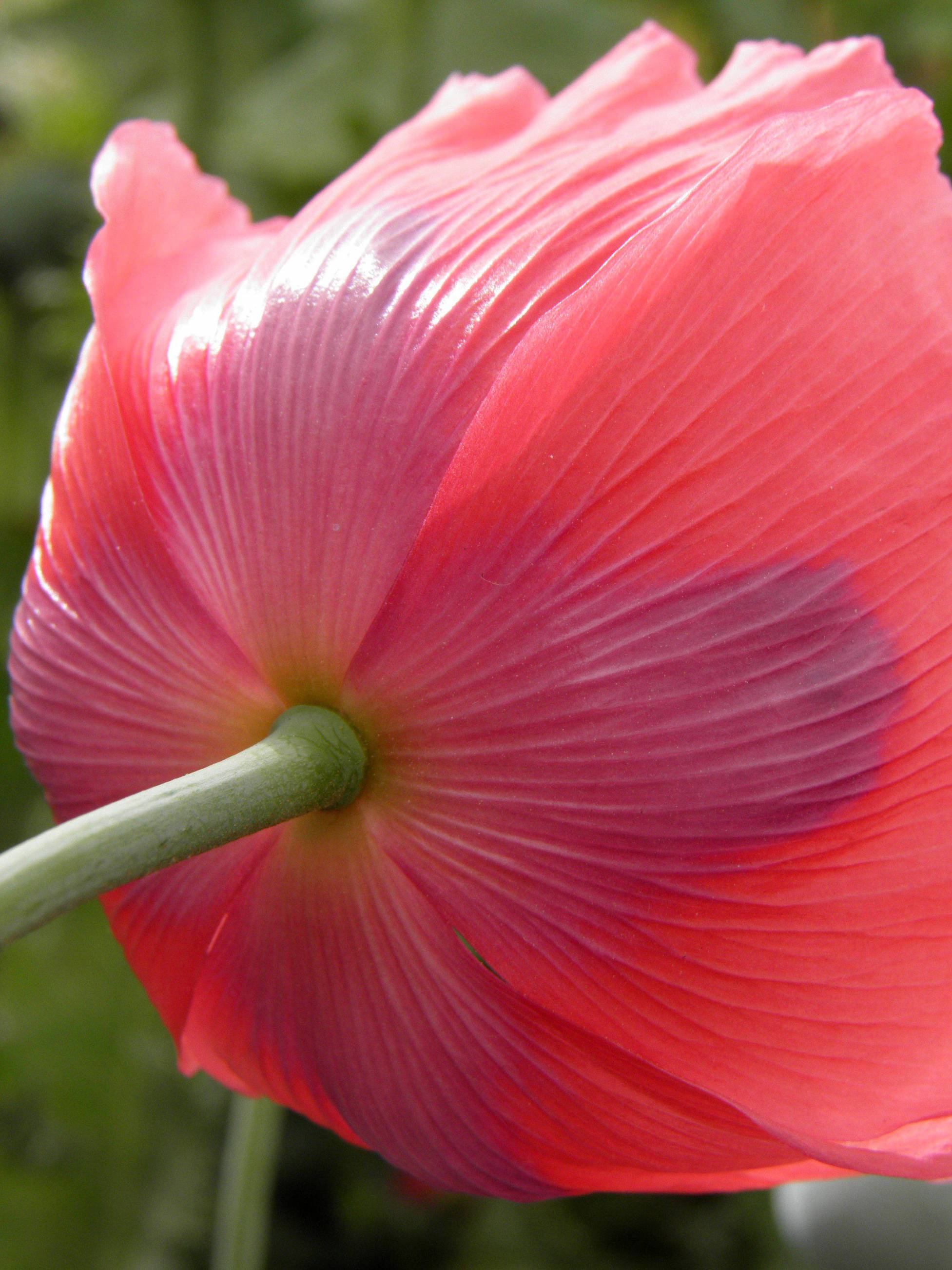Papaver somniferum - Atlas Digital de Semillas de las Islas Canarias ...