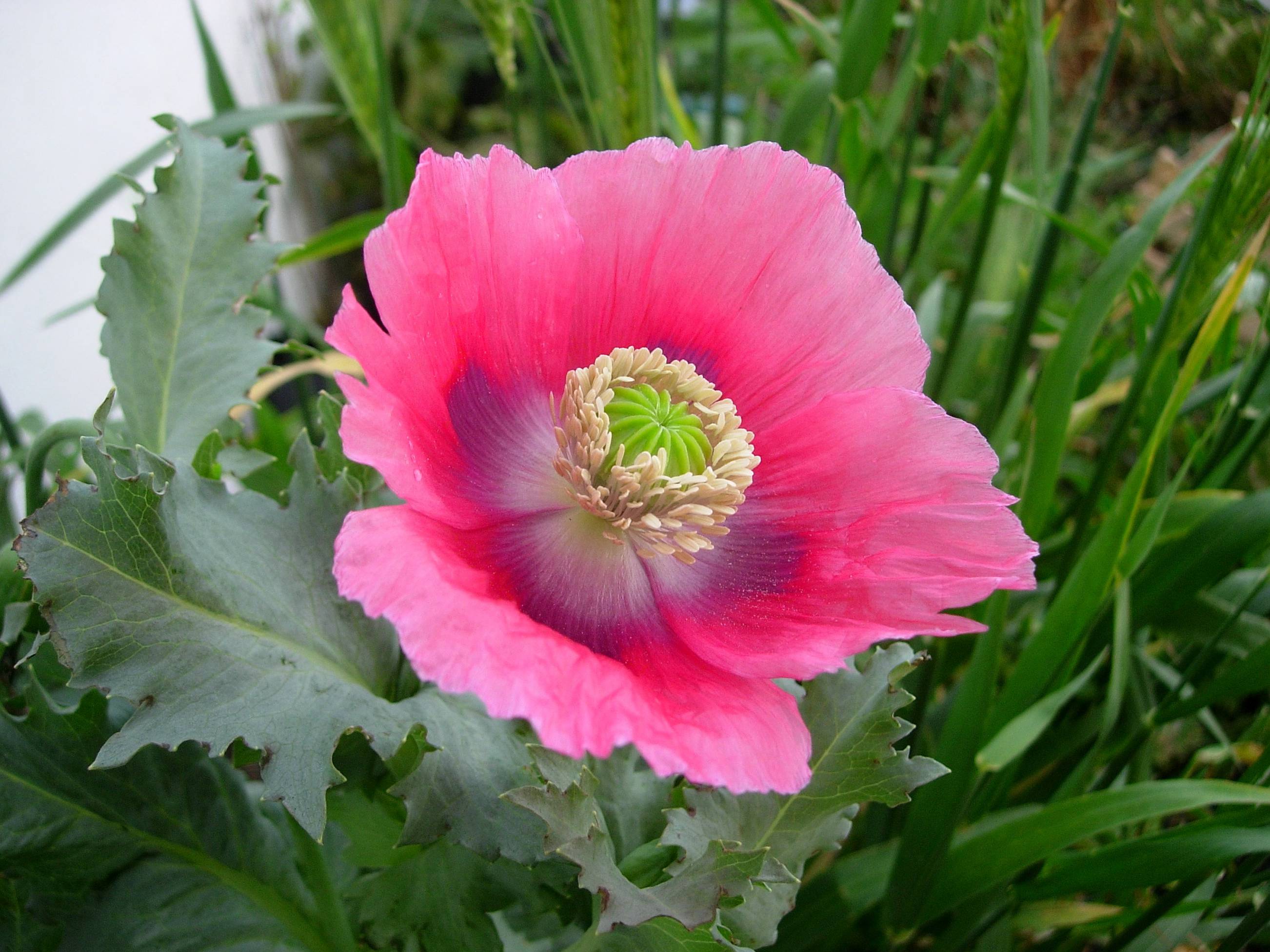 Papaver somniferum - Atlas Digital de Semillas de las Islas Canarias ...