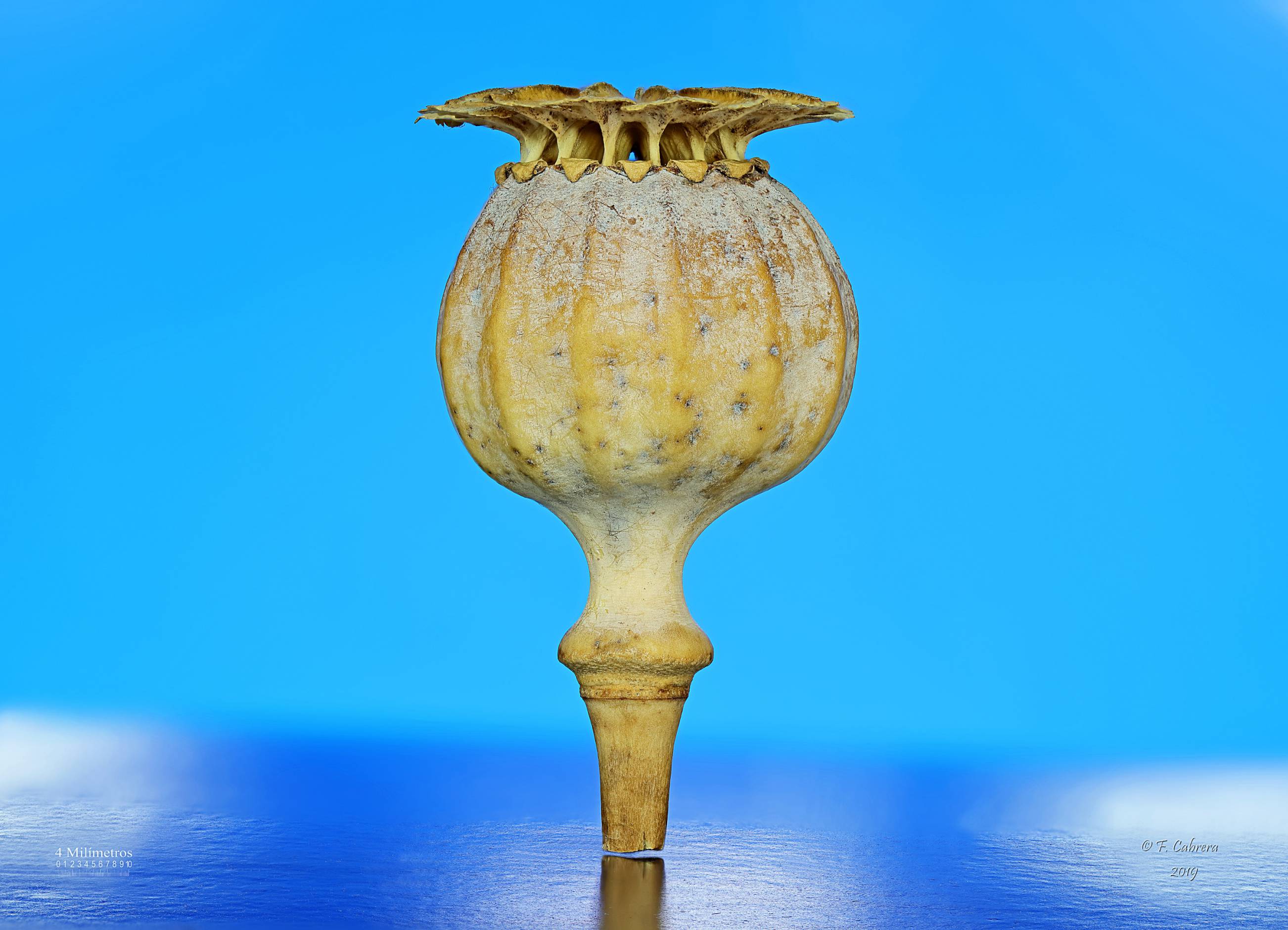 Papaver somniferum - Atlas Digital de Semillas de las Islas Canarias ...