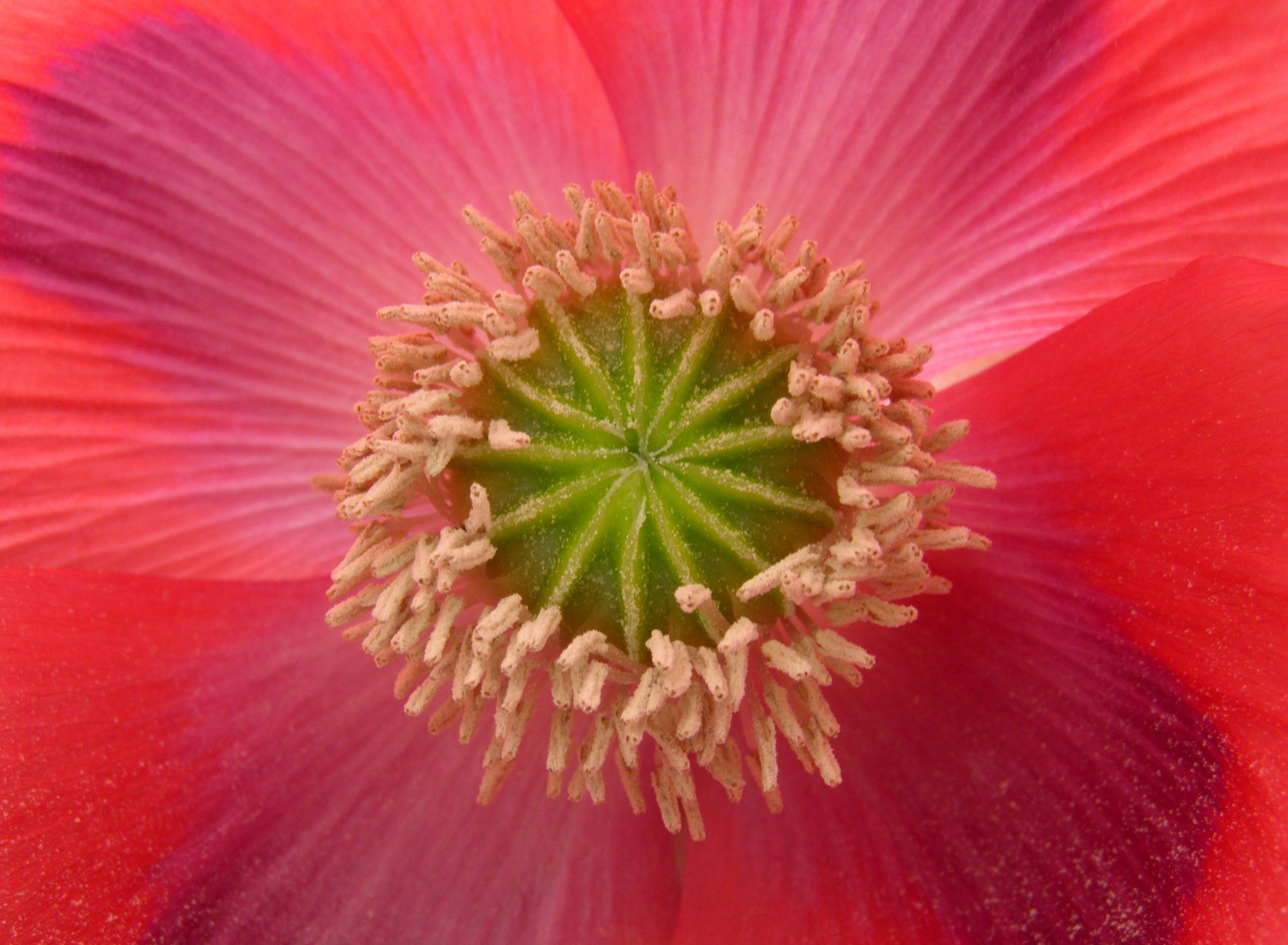 Papaver somniferum - Atlas Digital de Semillas de las Islas Canarias ...