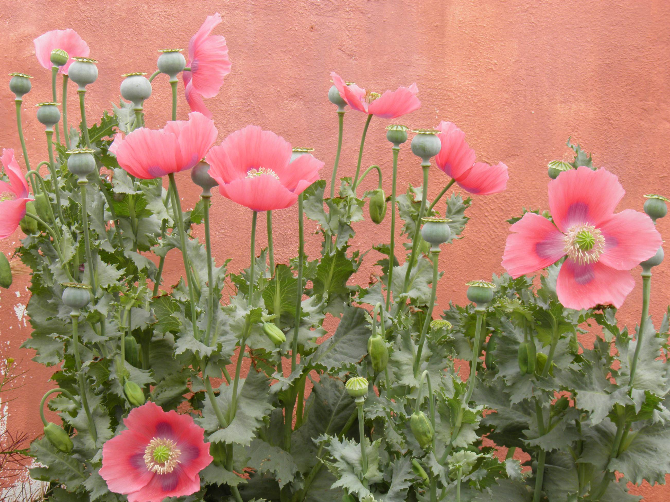 Papaver somniferum - Atlas Digital de Semillas de las Islas Canarias ...