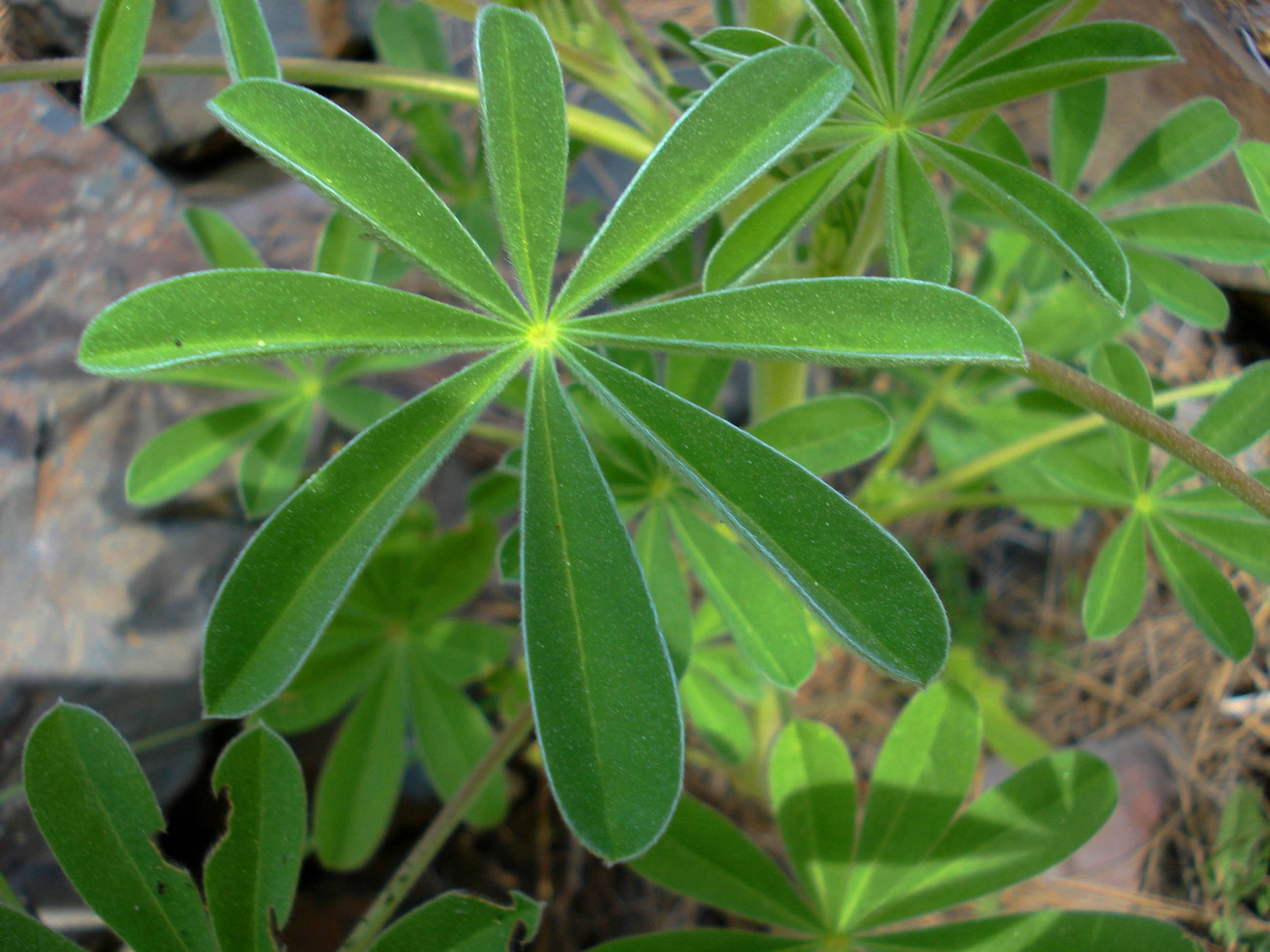 Lupinus cosentinii - Atlas Digital de Semillas de las Islas Canarias ...