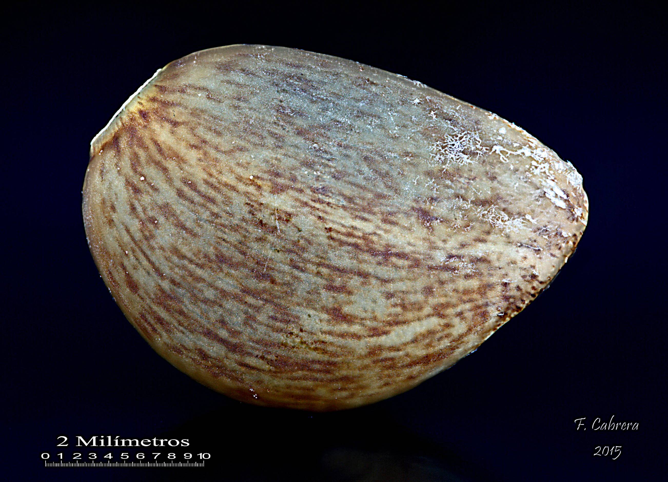 Notobasis syriaca - Atlas Digital de Semillas de las Islas Canarias (ADSIC)