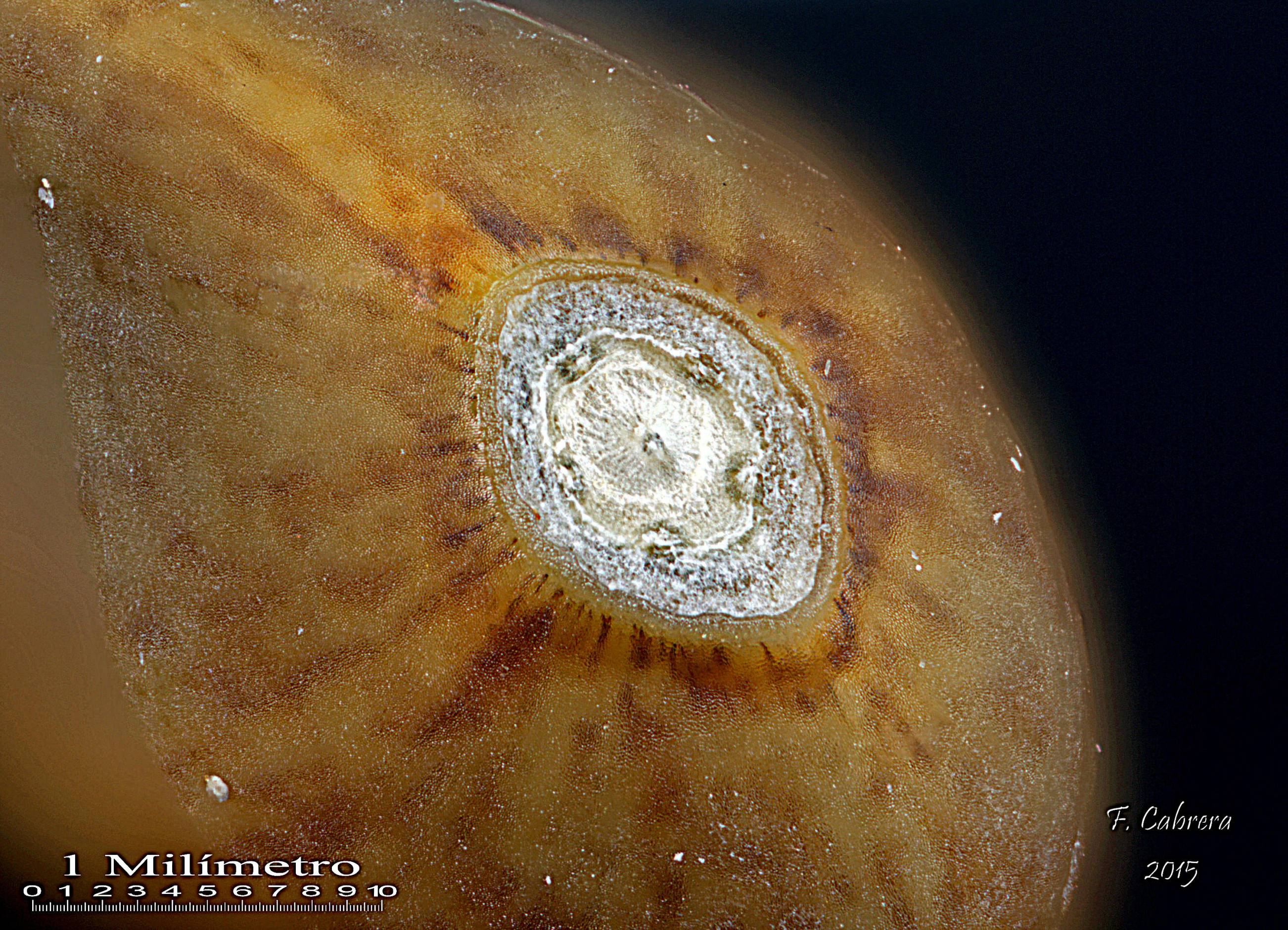 Notobasis syriaca - Atlas Digital de Semillas de las Islas Canarias (ADSIC)