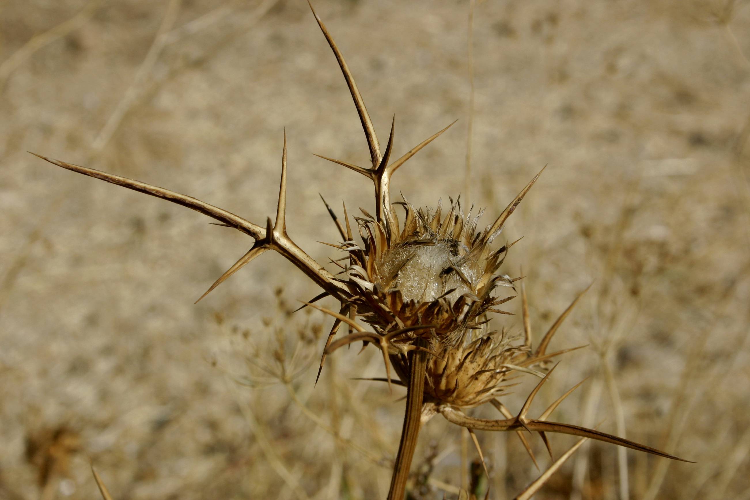 Notobasis syriaca - Atlas Digital de Semillas de las Islas Canarias (ADSIC)