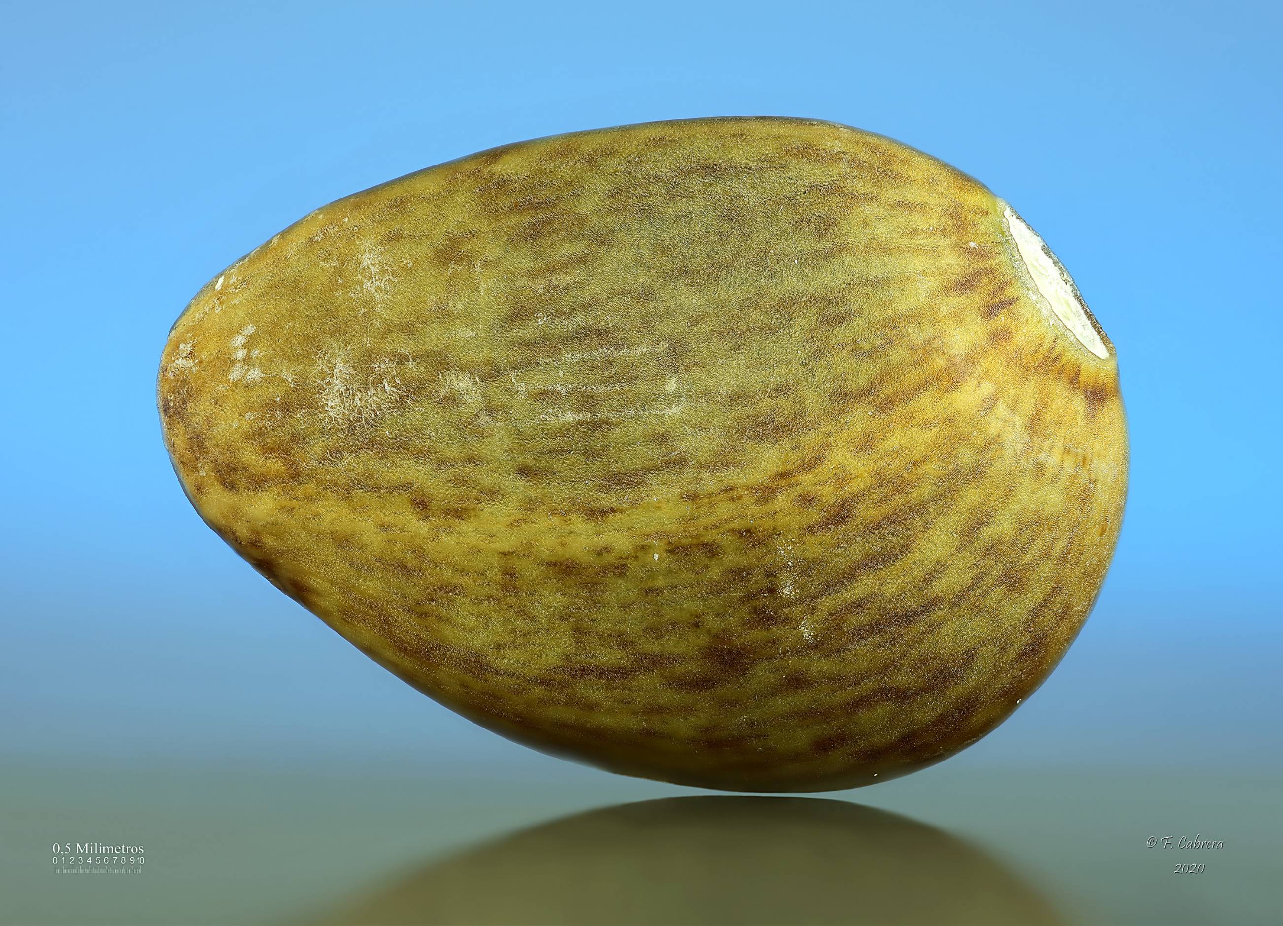 Notobasis syriaca - Atlas Digital de Semillas de las Islas Canarias (ADSIC)