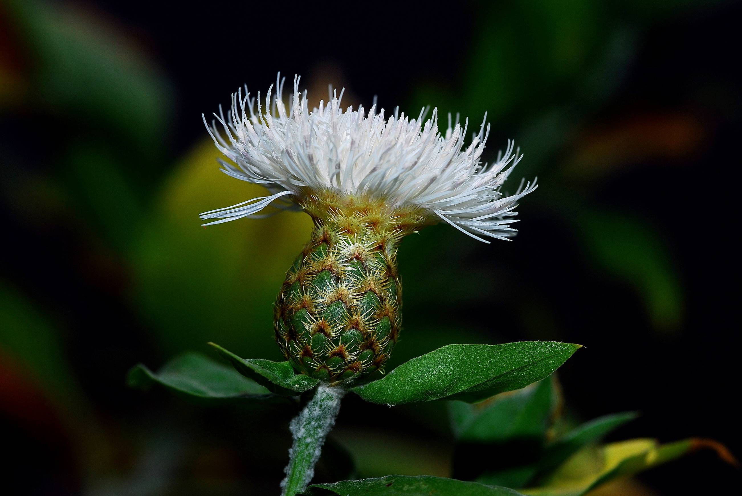 Cheirolophus arboreus - Atlas Digital de Semillas de las Islas Canarias ...