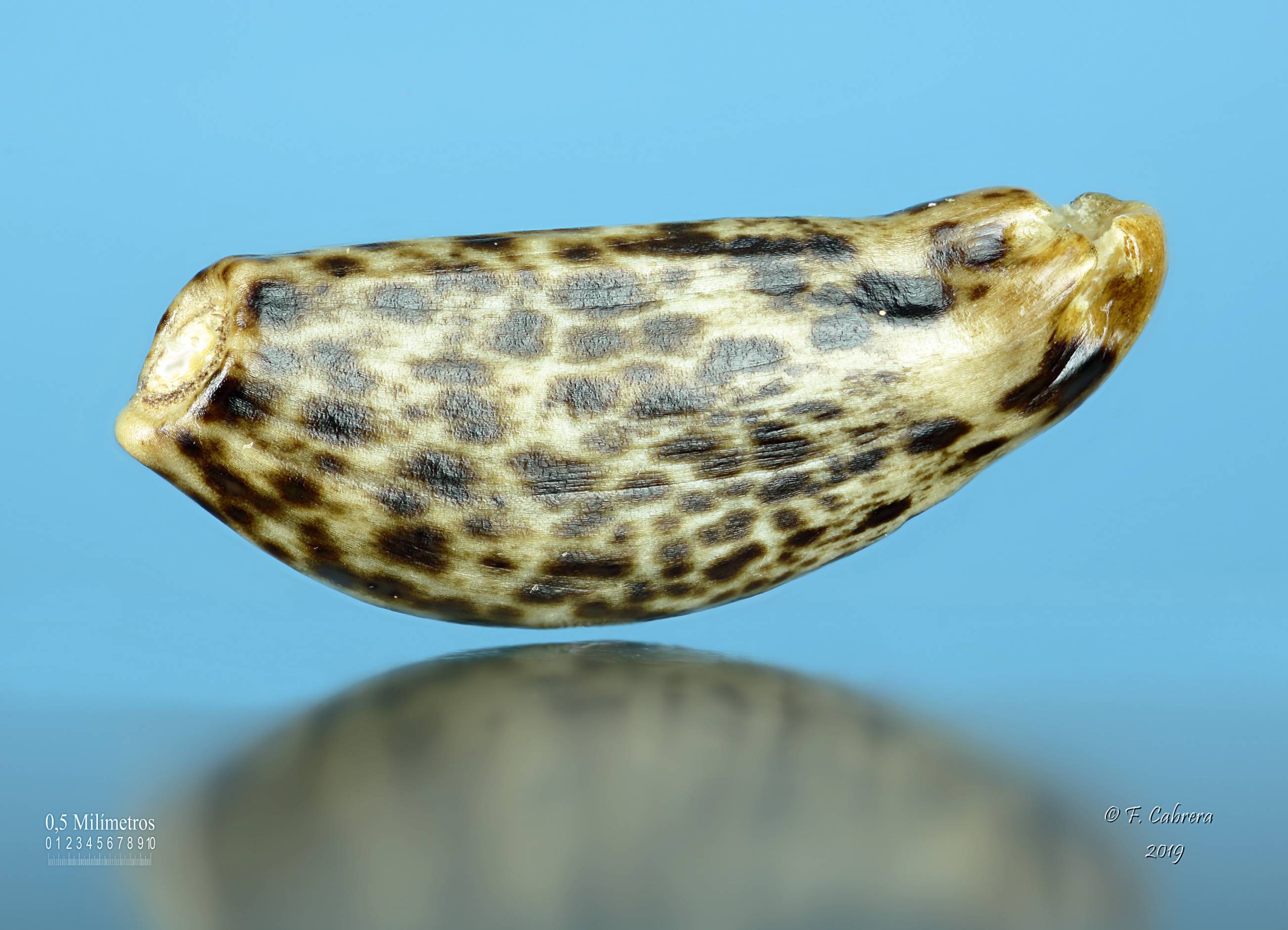 Cheirolophus arboreus - Atlas Digital de Semillas de las Islas Canarias ...